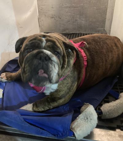 Lost and Found Pets